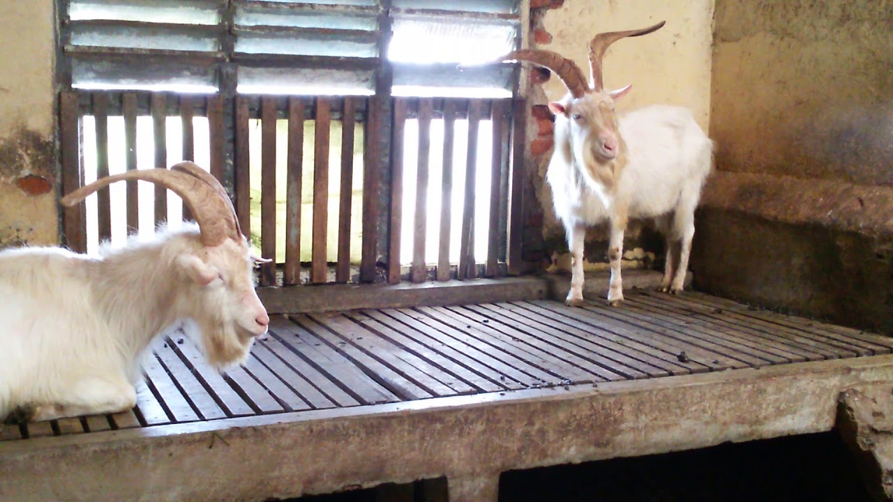 Starting to Goat Bucks Fighting - YouTube