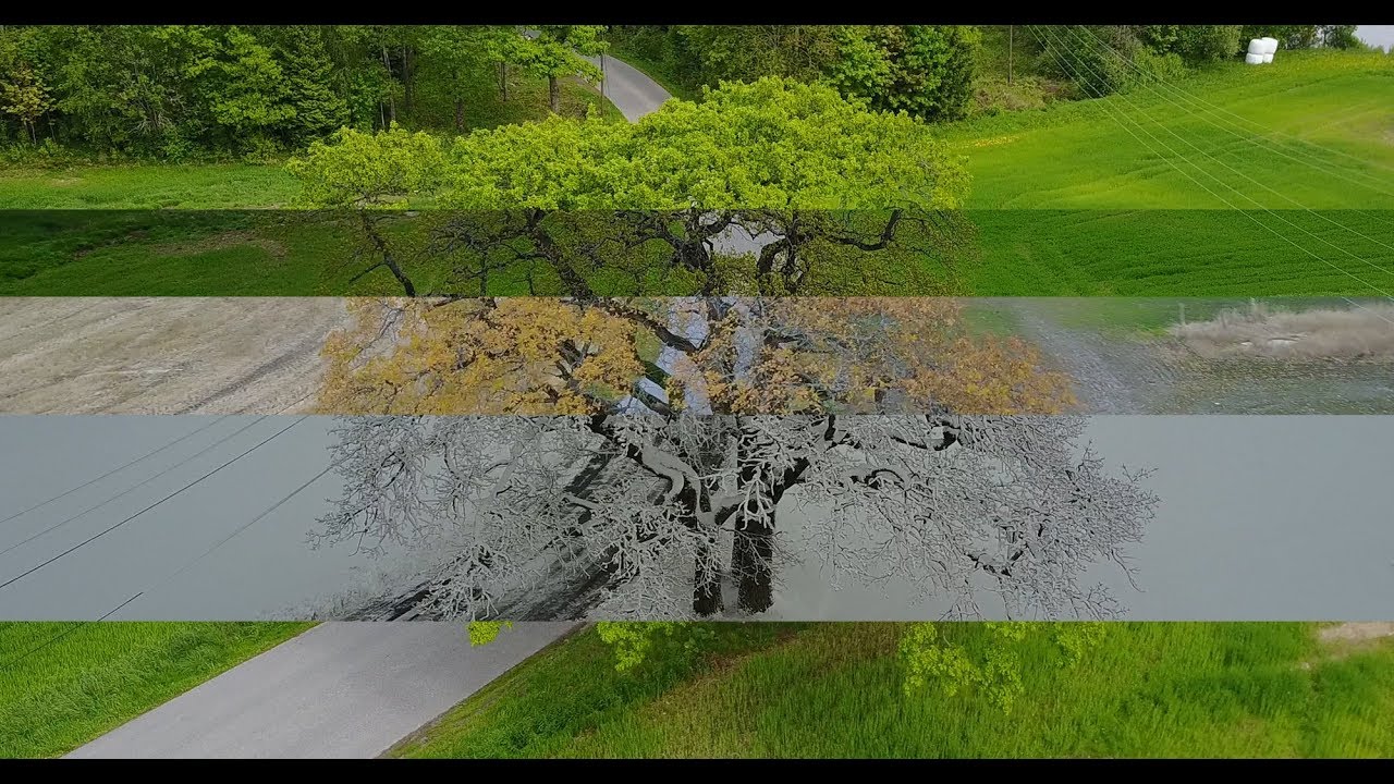 One Year. One Tree. One Drone - YouTube