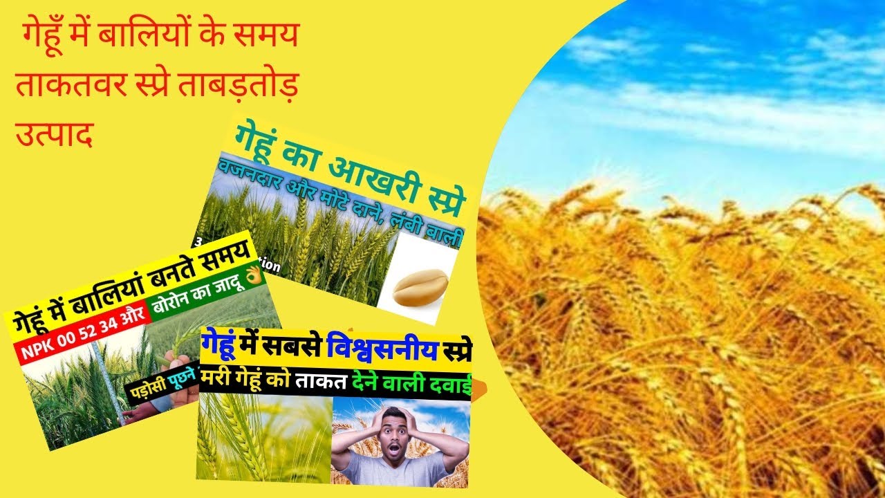 गेहूँ की एक बाली मे 60 दाने की गारेंटी डाले ये स्प्रे// gehu ki kheti ...