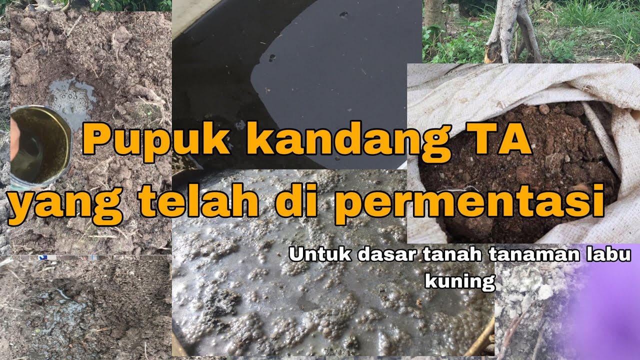 Pupuk dasar tanah menggunakan pupuk kandang - YouTube