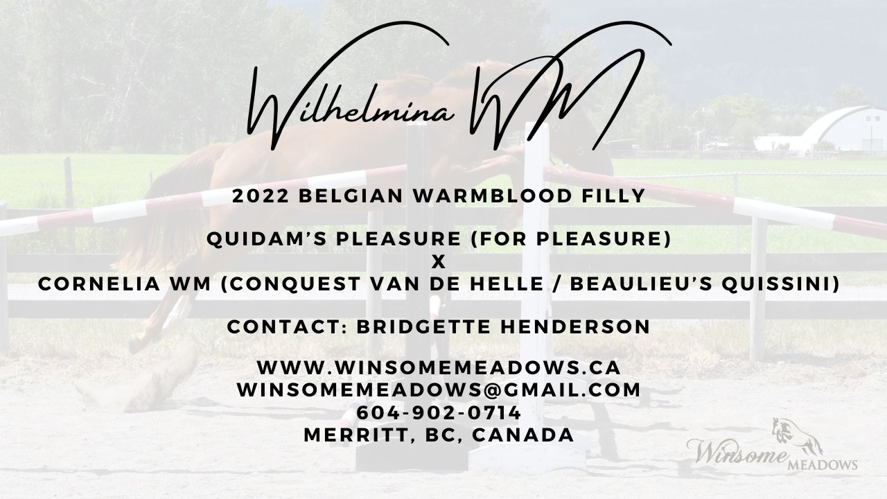 For Sale - Wilhelmina WM - 2022 Belgian Warmblood Filly - YouTube