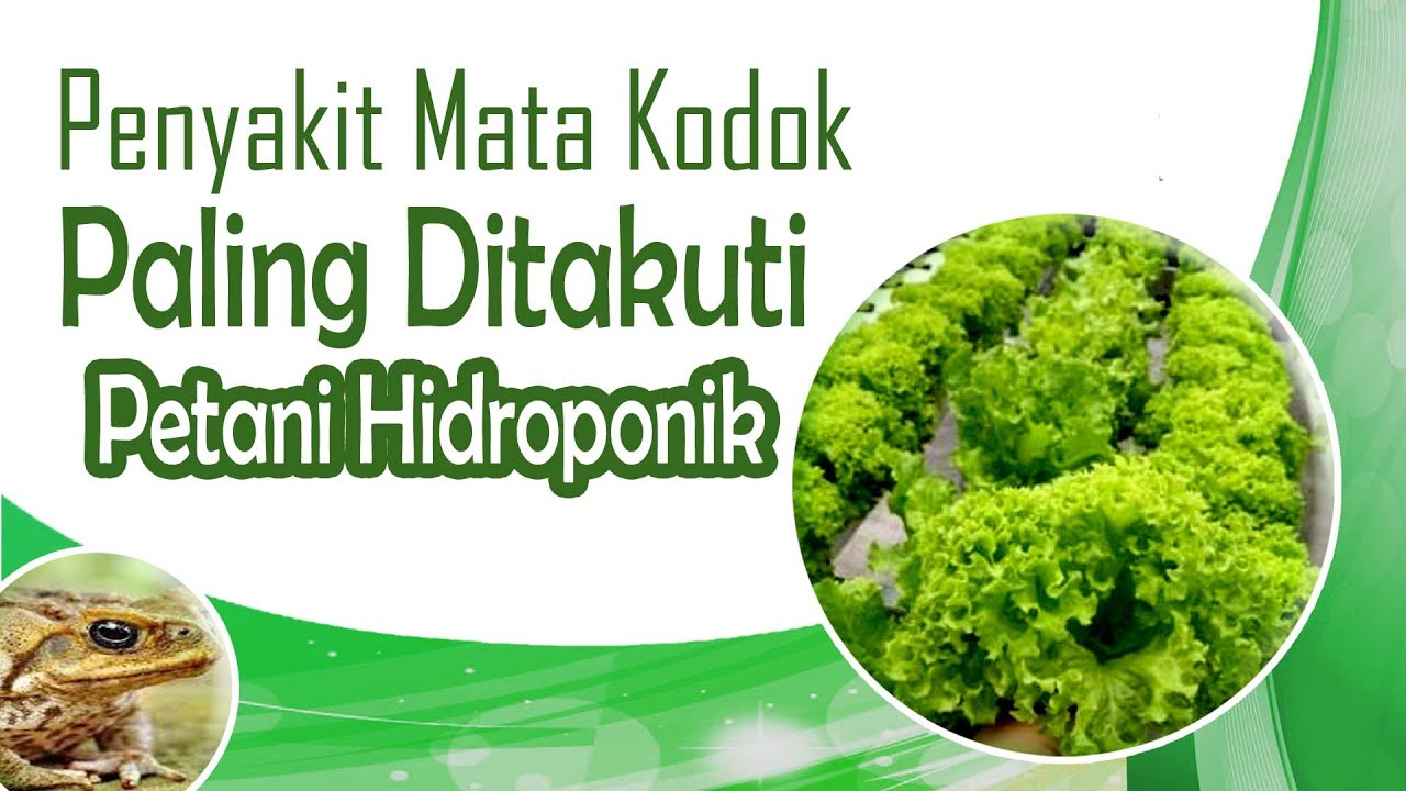 Karena Mata Kodok, Hampir Gagal Panen - YouTube