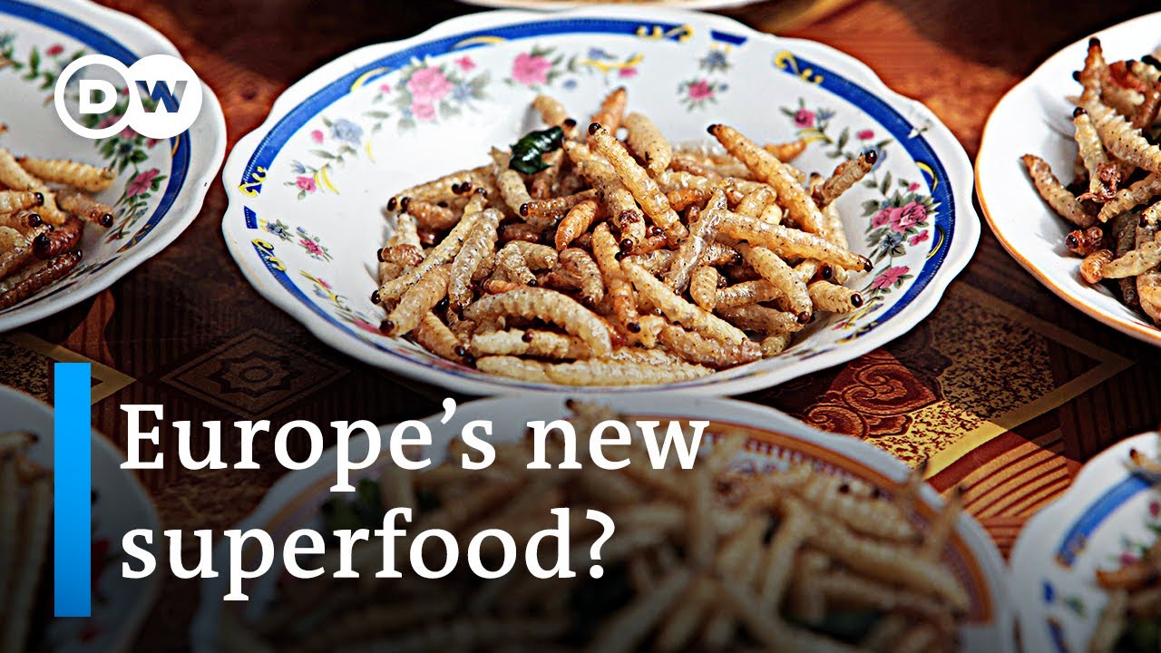 EU clears way for insects to be sold as food | DW News - YouTube