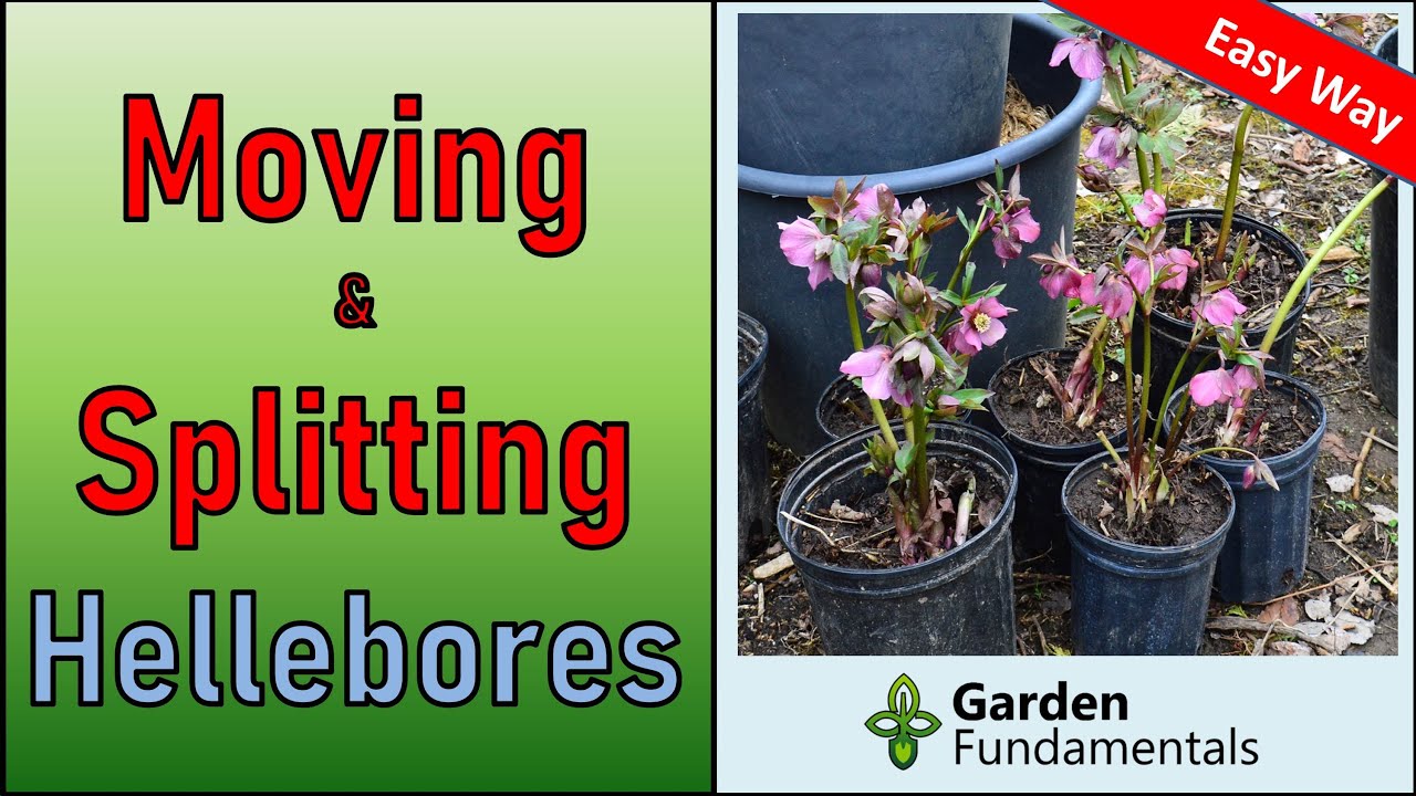 Hellebores - Moving and Dividing Them 🎊🔮🎁 Bonus: selecting the best ...