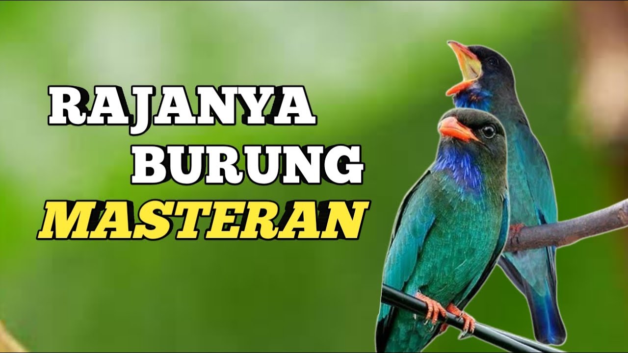MENGENAL BURUNG TENGKEK YANG MEMILIKI HARGA FANTASTIS - YouTube