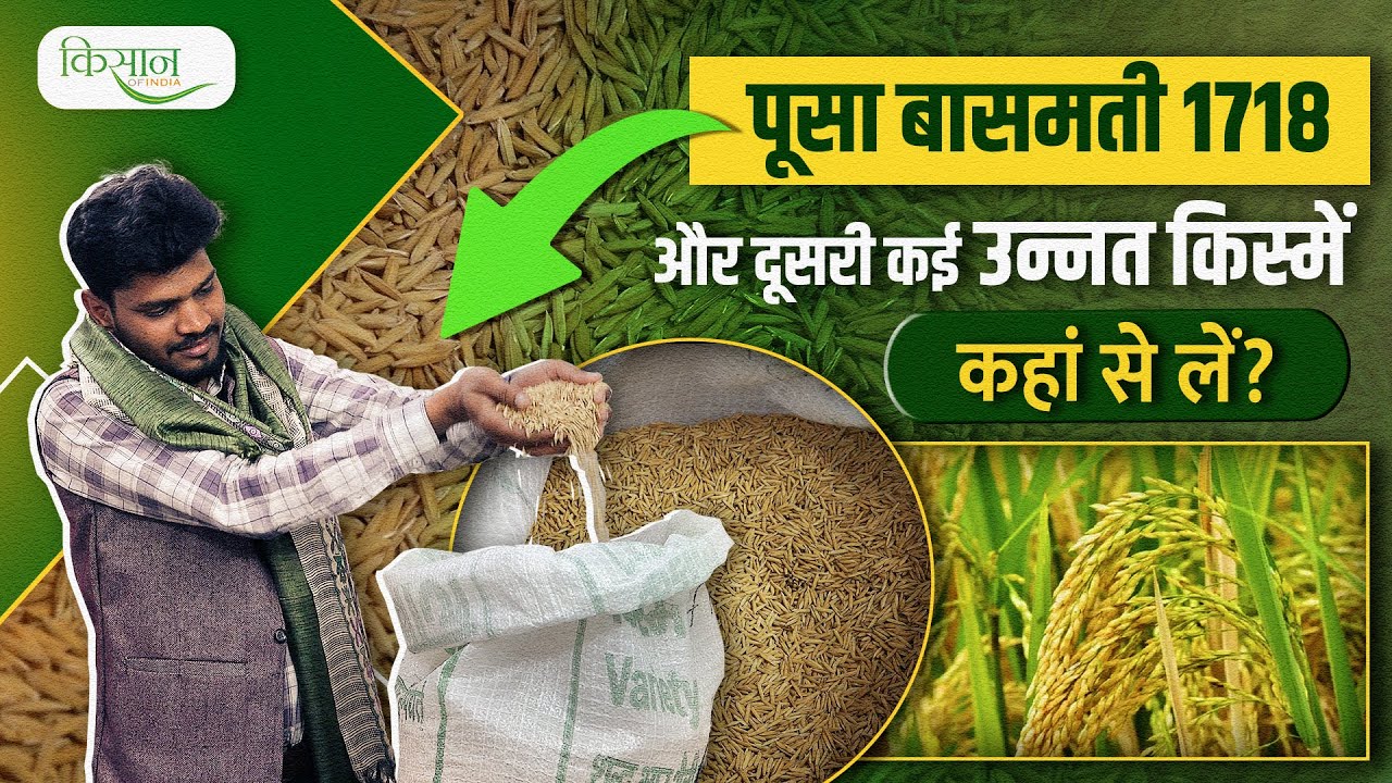Pusa basmati rice varieties seed कहां से खरीदें? धान की बुवाई के लिए ...