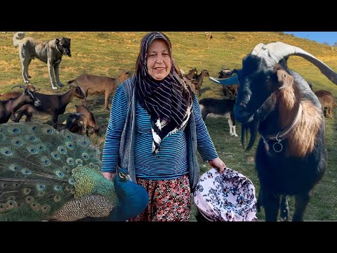 HANIM ANNE !!! DAĞ KEÇİSİ PEYNİR YAPIMI / CENNETTEN KOVULAN KUŞ / DAĞDA YAŞAM AİLESİ
