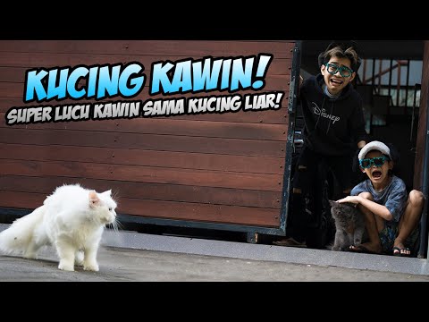 DRAMA KUCING SUPER LUCU TAPI KAWIN SAMA KUCING JALANAN!!! BOCIL SAMPAI MARAH BESAR!!!