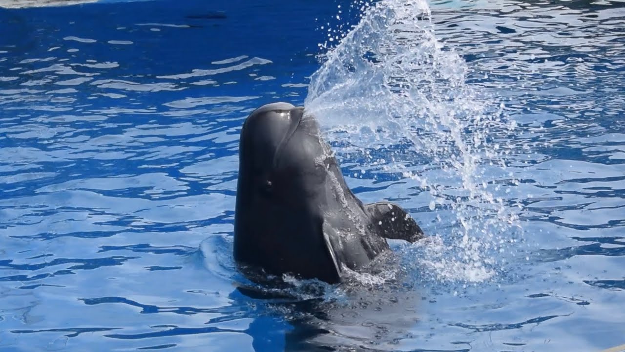 Dolphin Adventures Full Show (Pilot Whale intro) at SeaWorld San Diego ...