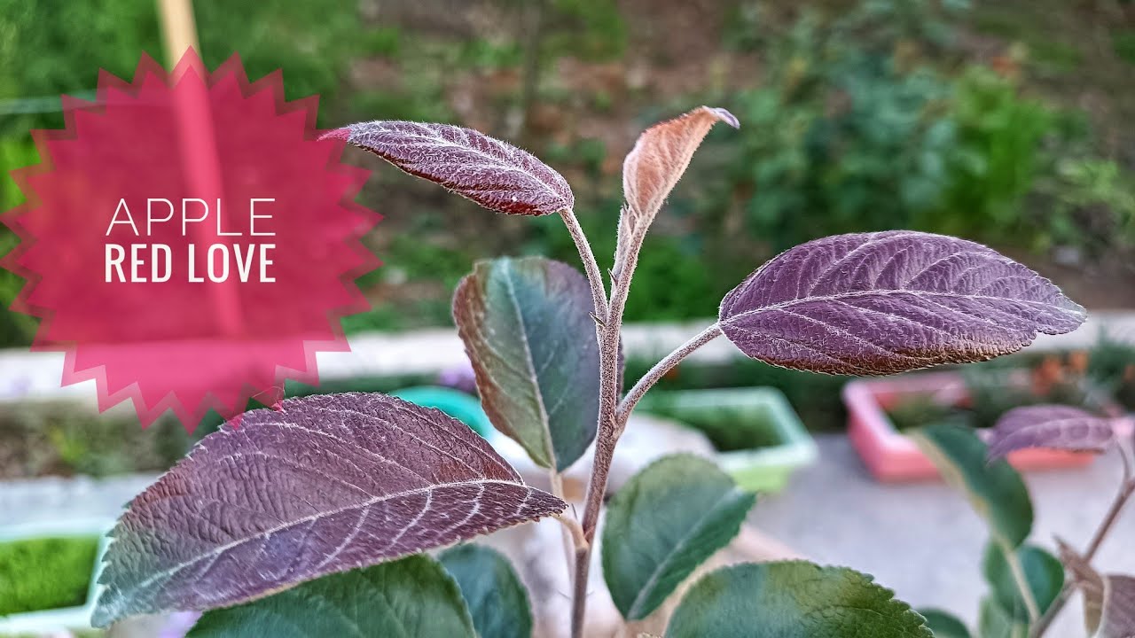 APPLE RED LOVE - YouTube