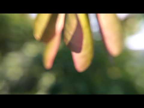 How To Plant Box Elder Seeds