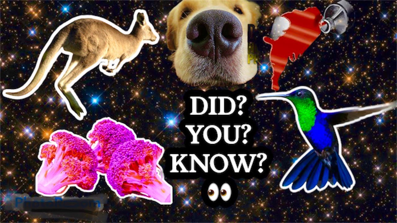 Did you know WHY ? 6 interesting FACTS You must know! | Check this out ...