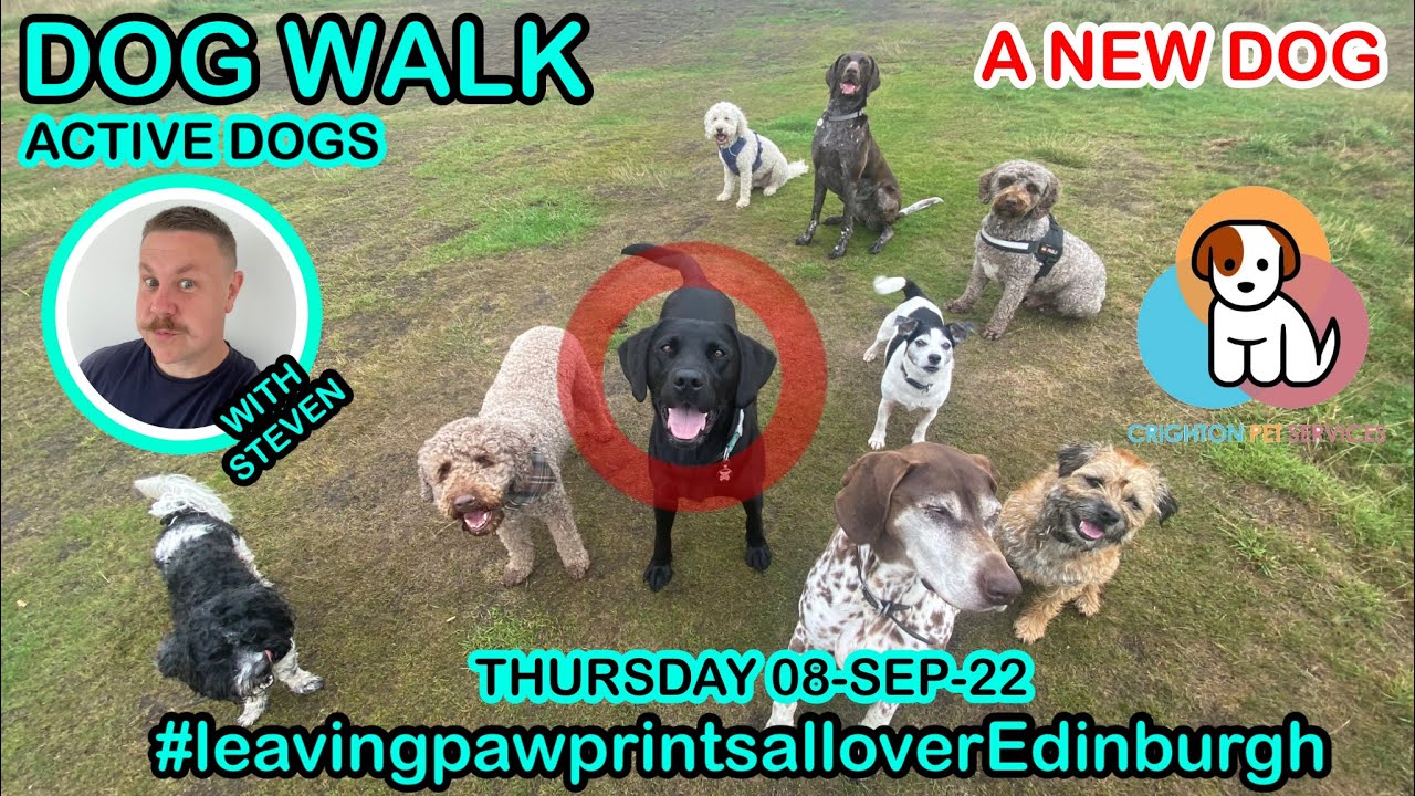A new dog joins the pack | Dog Walk | Highlights | Active Dogs | #dogs ...