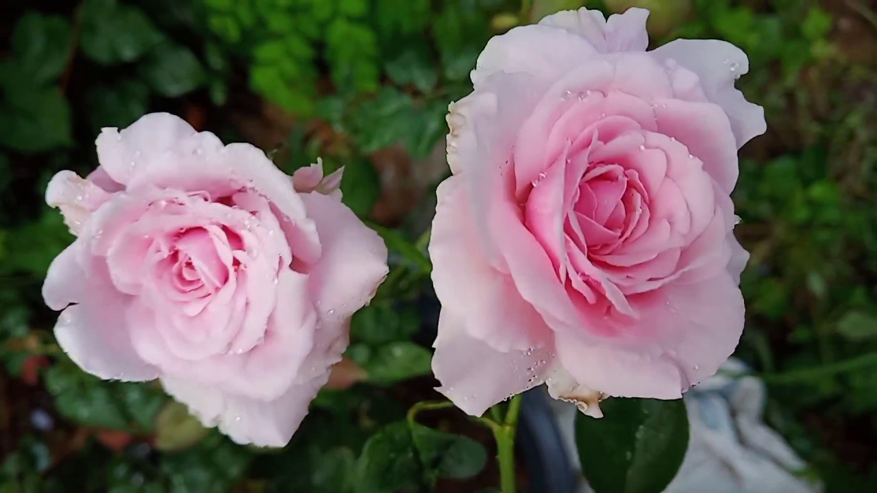 EP 7กุหลาบบิชอปสคาสเซิ้ล Bishop's Castle rose - YouTube