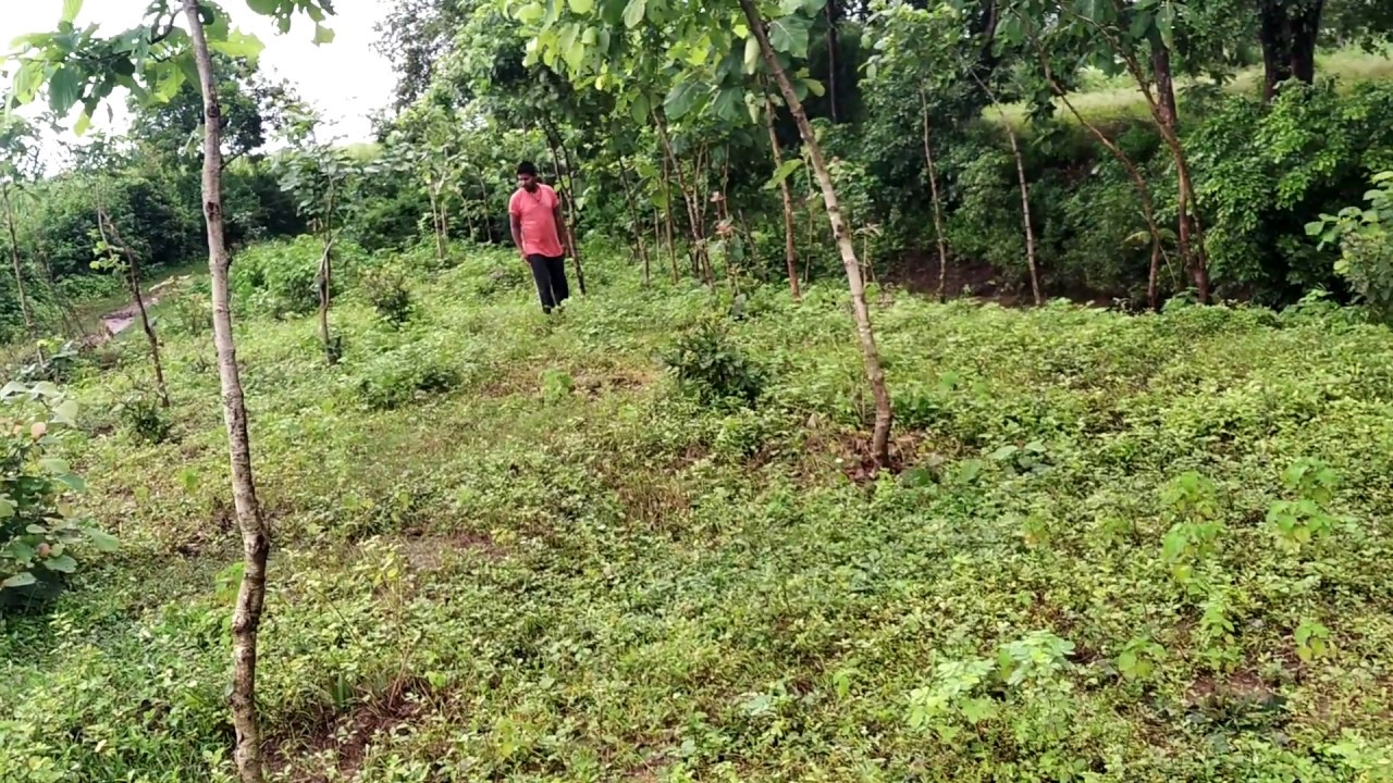 Vriksharopan - YouTube