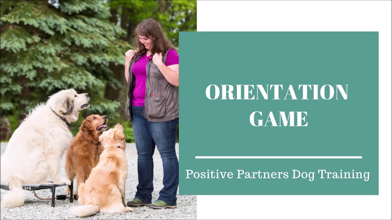 Orientation Game - Get your dog's attention outdoors - YouTube