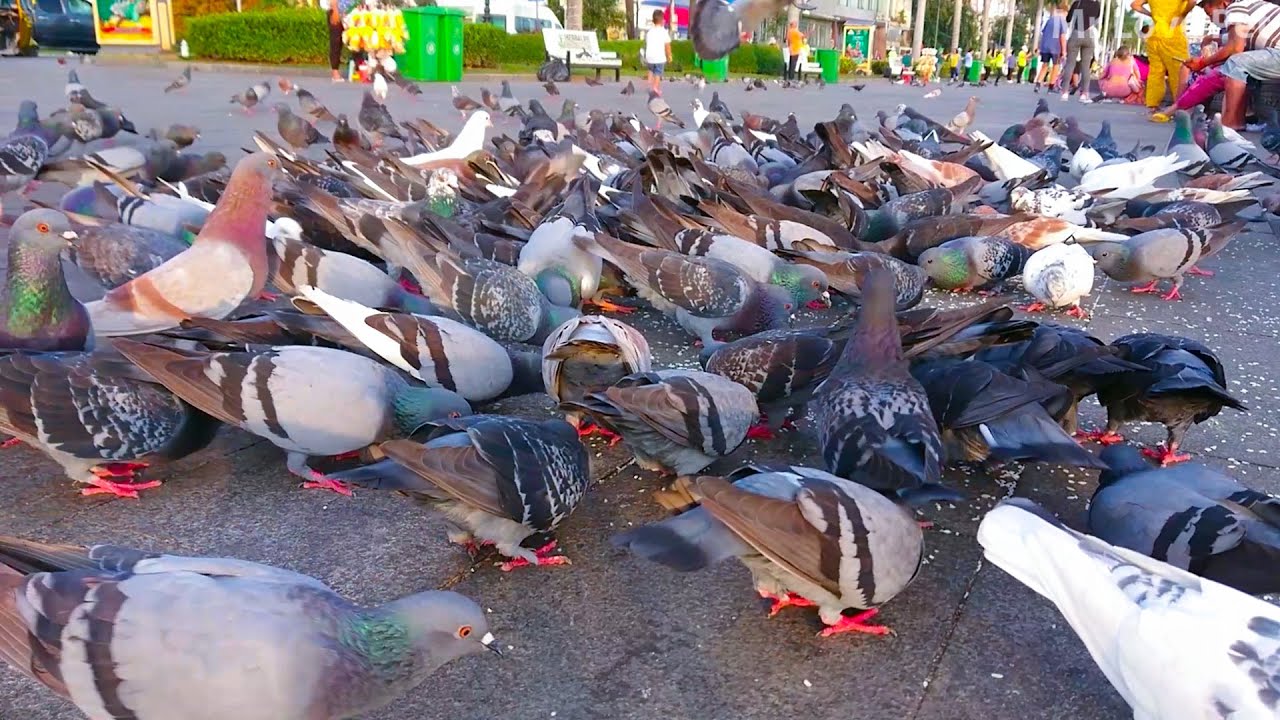 Rescue by feeding all lovely pigeons, Bird, dove, Rescue kabootar - YouTube