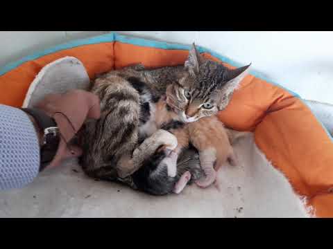 KEDİ DOĞUM EVİ :)