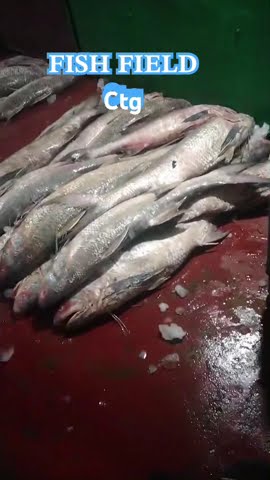 লাক্ষা মাছ Threadfin fish , __ at Fish Field Ctg - YouTube
