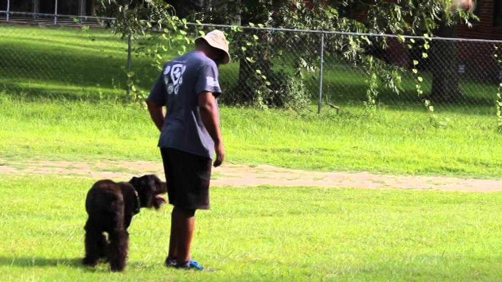 K9 Experience intro video - YouTube