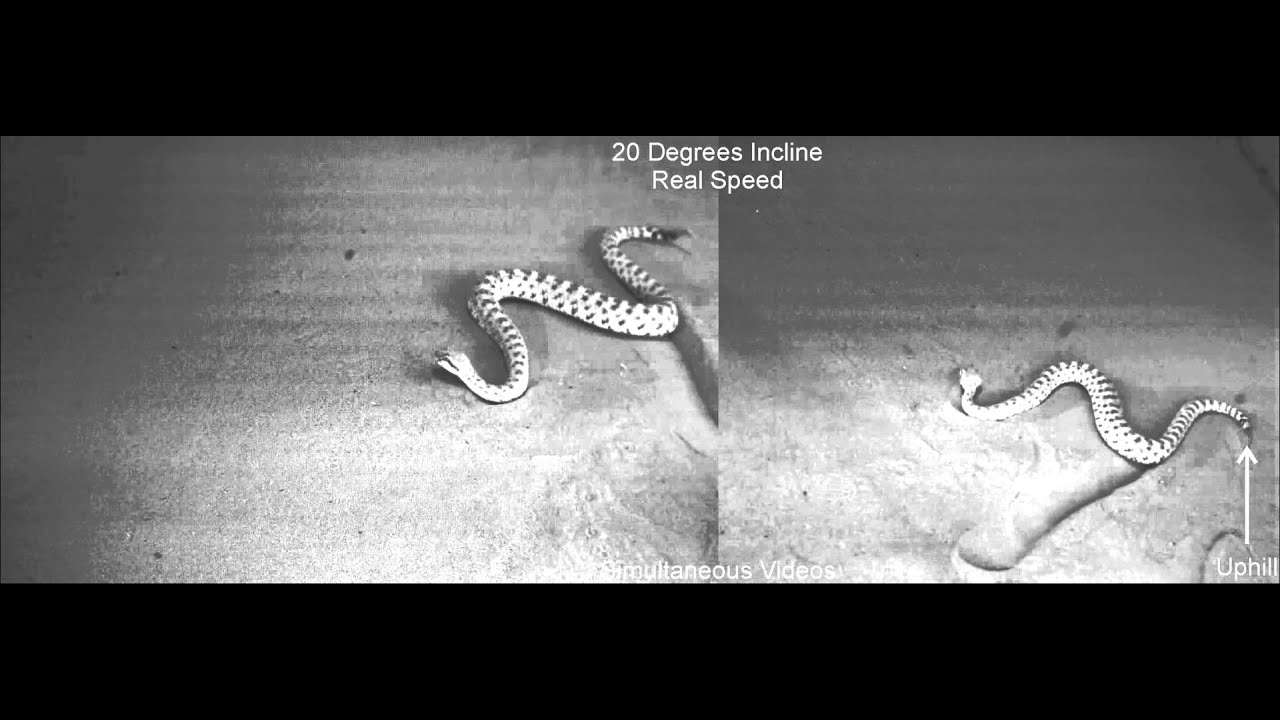 Snake motion - Sidewinding - YouTube