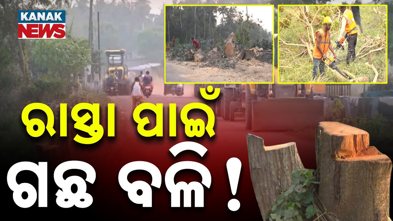 Mass Tree Cutting In Puri-Pipili Sparks Concern | Urbanization Vs ...