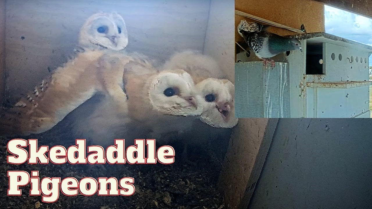 Baby Barn Owl Learns the Art of Pigeon Scaring from Mom - YouTube