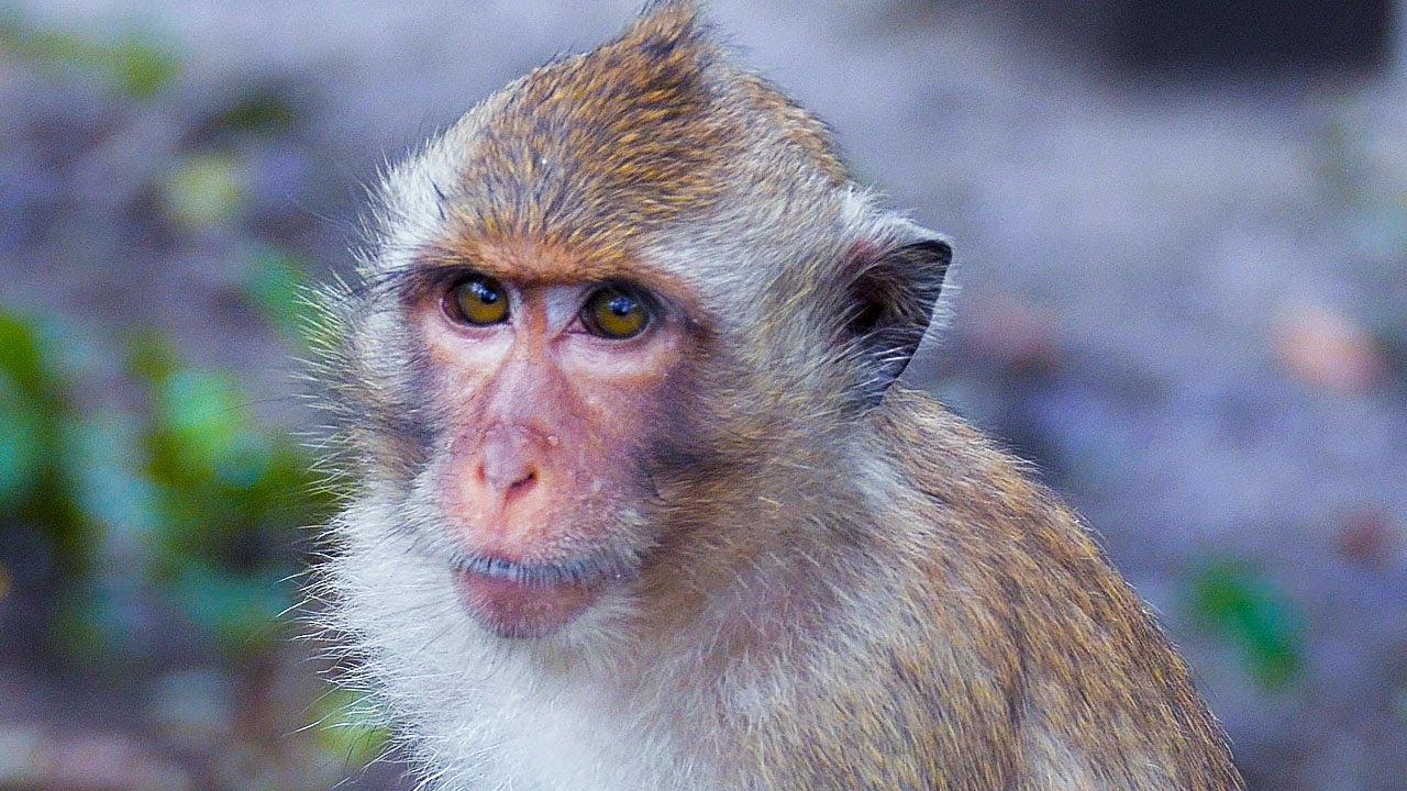 4K Quality Monkey Scenes | Real Life Monkey Beautiful Footage Ep 123 ...