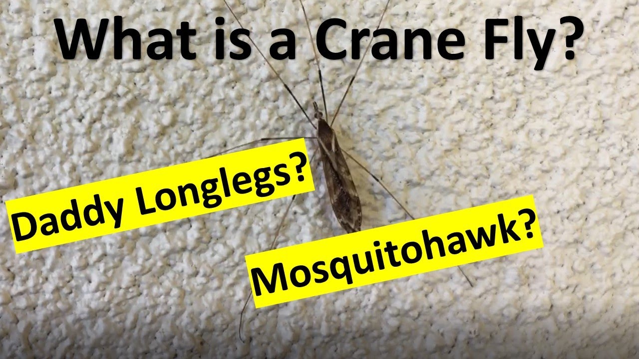 What is a Crane Fly - is it harmful? - YouTube