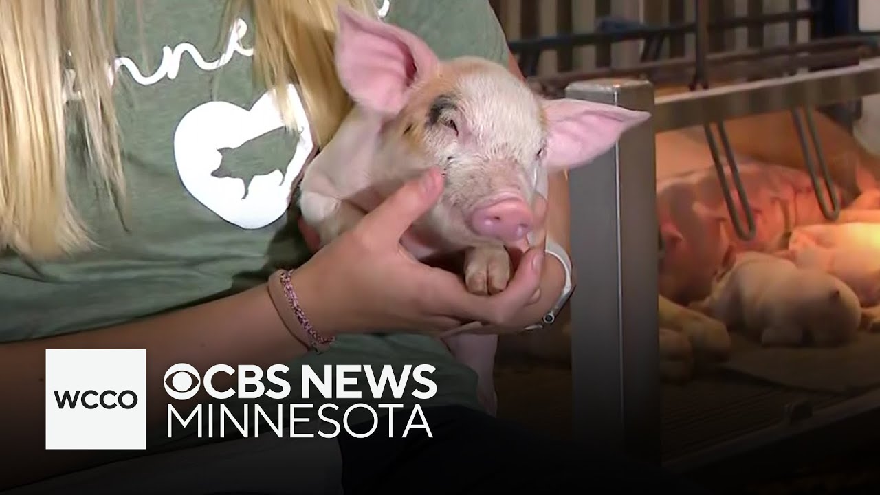 Minnesota State Fair’s “Oink Booth” delivers FULL pig farm experience ...