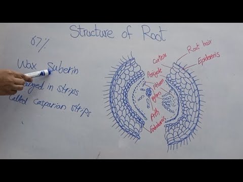 Structure of root | biology class 9 | biology class with me - YouTube