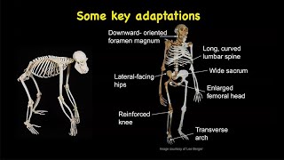 Bipedalism Evolution