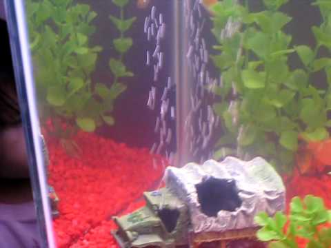 fish kissing or fighting??? - YouTube