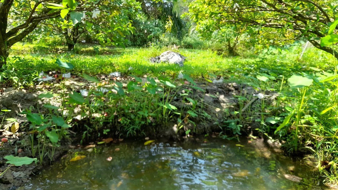 Korek Kolam Kecil Di Lokasi Mata Air Semula Jadi Dalam Kebun | Natural ...