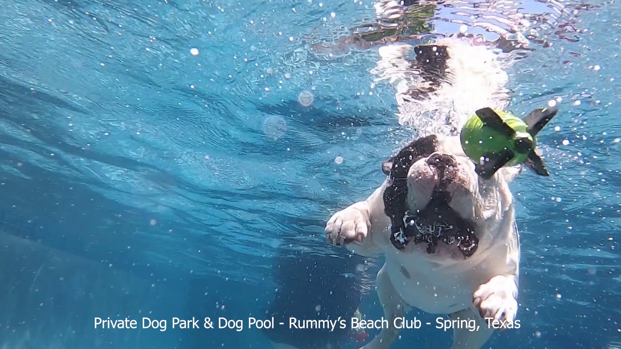 Fabulous Frenchies Trixie, Tuck and Tater - YouTube