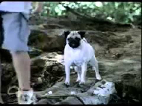 Hutch Old Ad Pug Dog In Bridge - YouTube