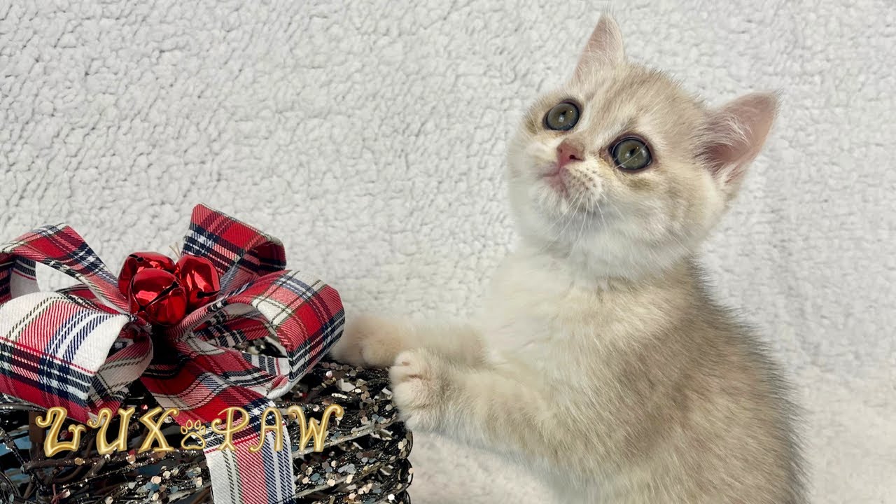 Bella- British shorthair blue golden chinchilla ay12 , sweet petite ...