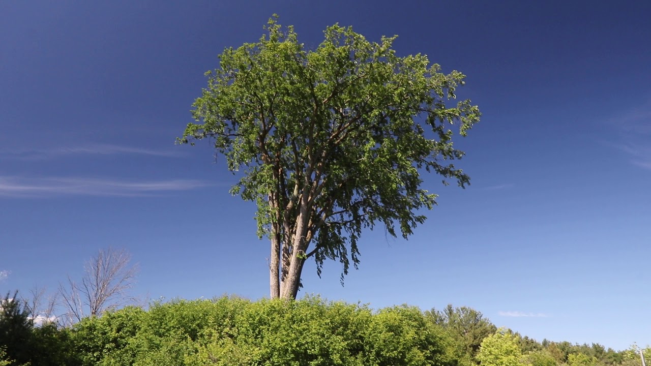 Trees of Canada: American Elm - YouTube