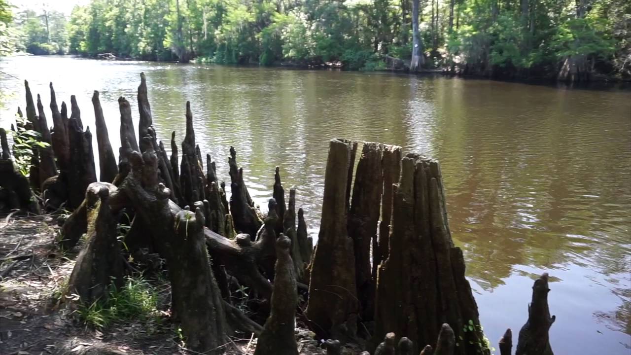 Withlacoochee River at Two Mile Prairie in Citrus County - YouTube