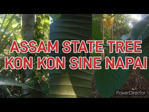 @HOLLONG TREE (STATE TREE OF ASSAM) - YouTube