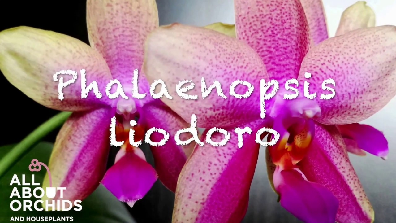 Ορχιδέα Phalenopsis liodoro - YouTube