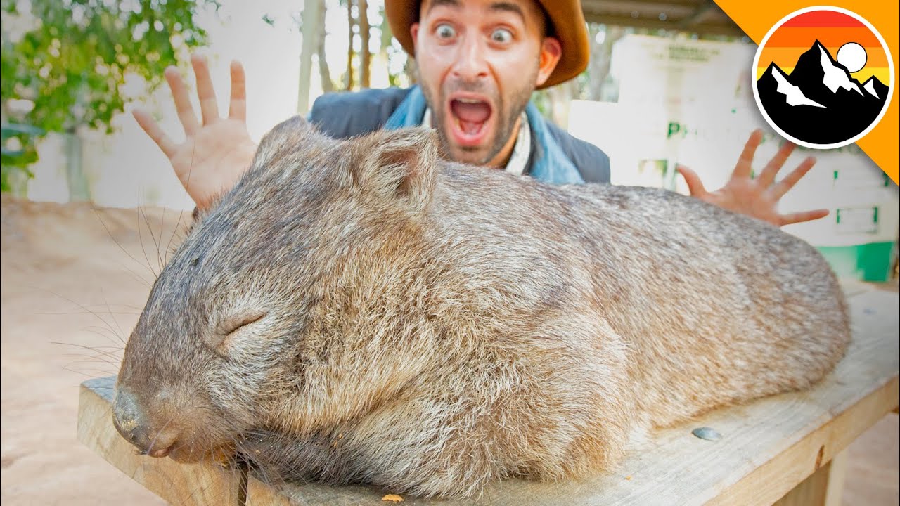 Meeting Wanda...The Sleepiest WOMBAT! - YouTube