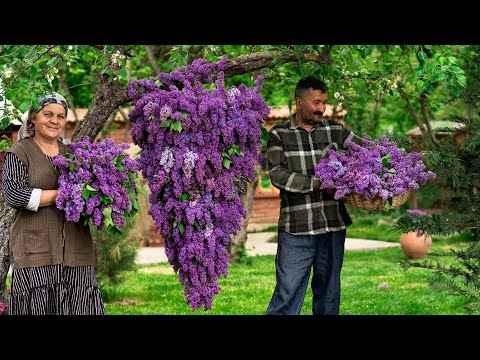 Lilac Flower Harvest & Jam Recipe | Capture Spring’s Aroma