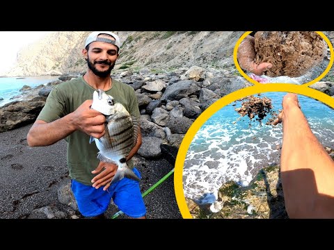 How to attract sargos fish to the fishing place / in addition to how to make bait for the pilota