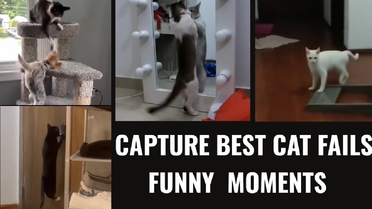 Cats fails compilation. Best funny cats fails moments on camera. - YouTube