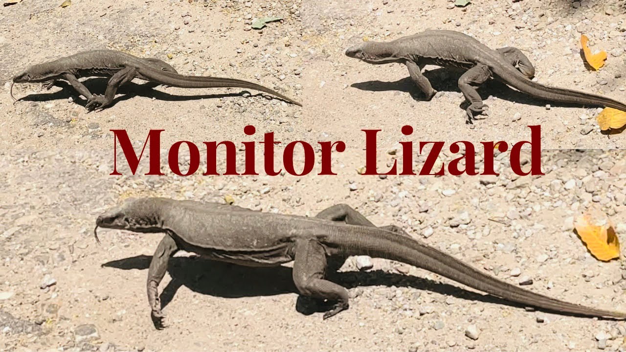 Monitor Lizard | Lizard | Goh | Wildlife | LWKusum #monitor #lizard # ...