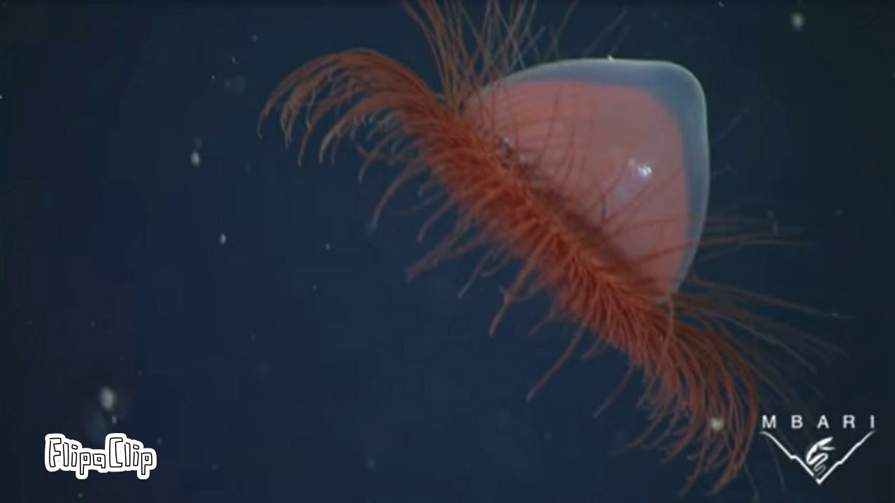 Benthocodon Jelly - YouTube