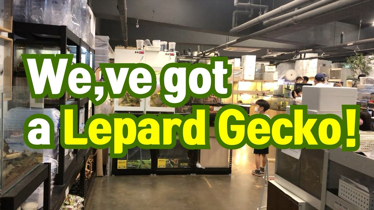 First day with a lepard gecko - YouTube