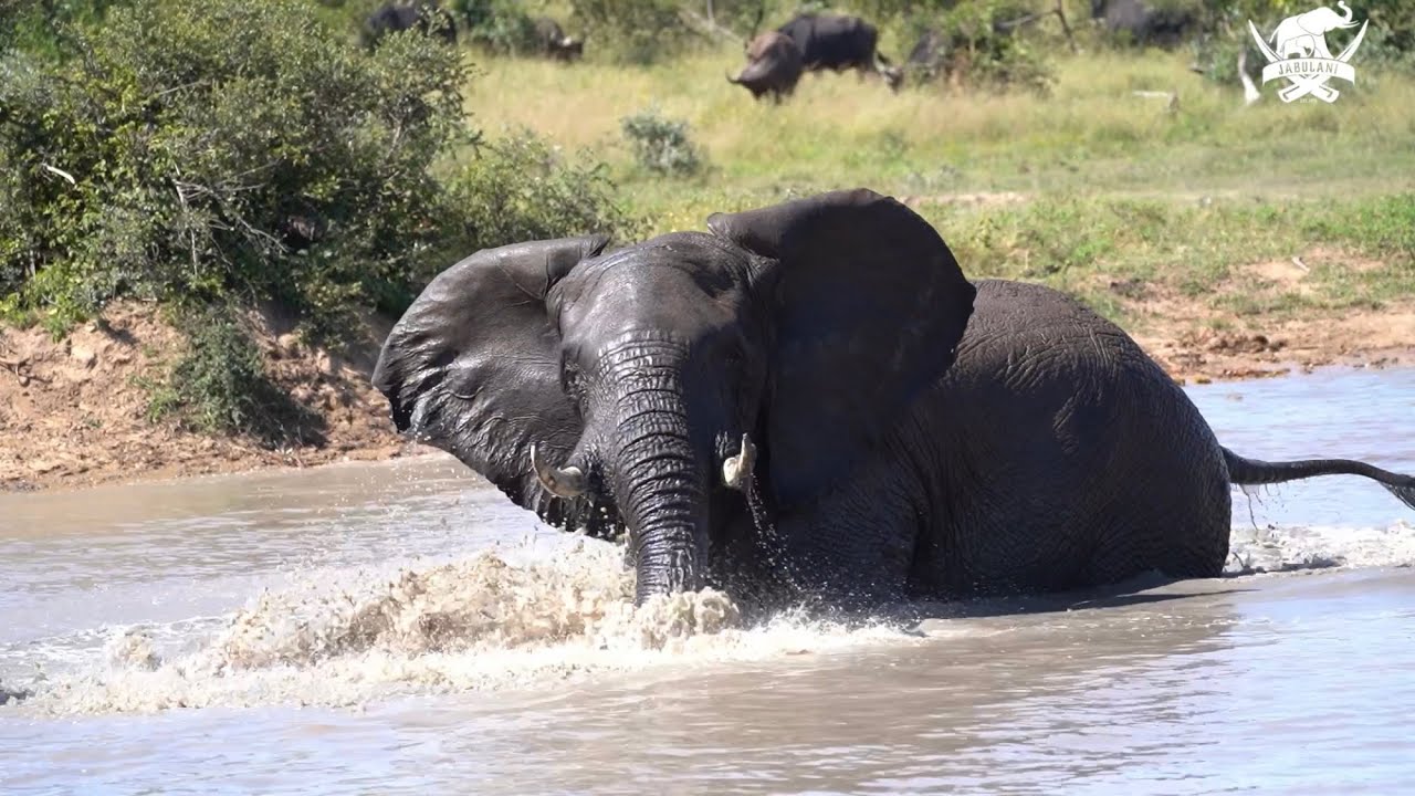Big Splashes with Sebakwe in the Elephants’ Waterhole 💦 - YouTube