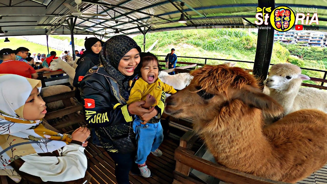 Tempat Menarik Di Cameron Highlands - Part 1 | The Sheep Sanctuary ...